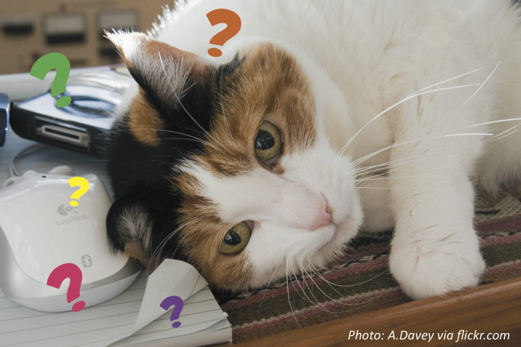 “Answer Your Cat’s Questions” Day – Math Kicks